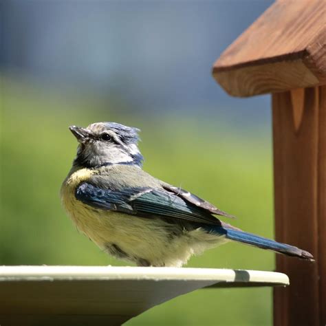 It S Actually A Bird Subreddit