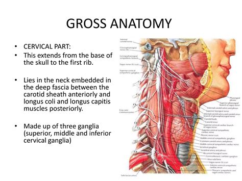 Relevant Anatomy Of Sympathetic Ganglia Pptx
