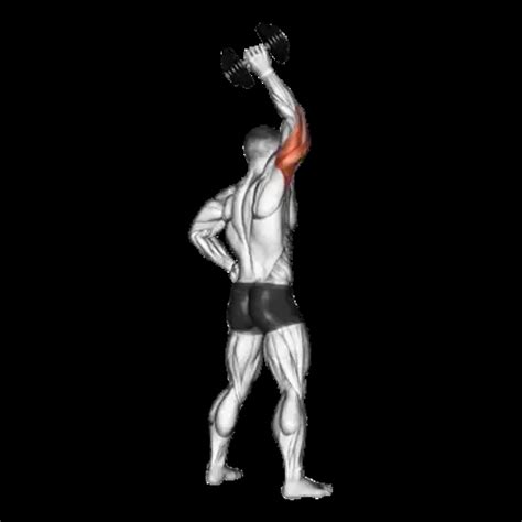 Cable Single Arm Pushdown Guide Muscles Worked Tips Athlemove
