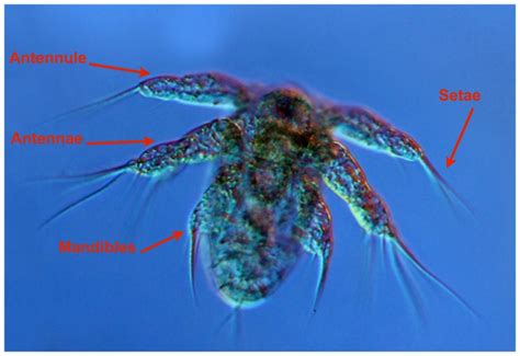Acartia Tonsa Nauplius Showed As Example Antennules A1 Antennae