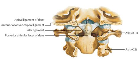 Dens Odontoid Process Earths Lab