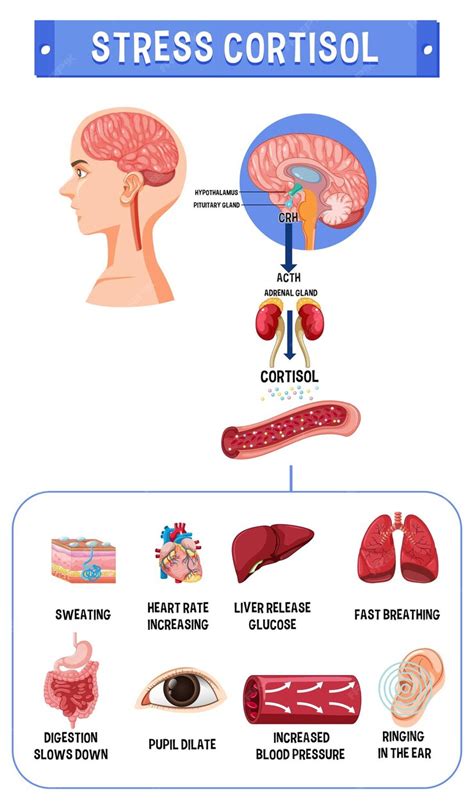Free Vector Stress Cortisol System Scheme