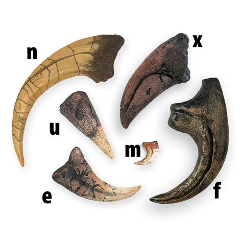 Jurassic Park Fossil Raptor Claw Metal Bottle Opener Artofit
