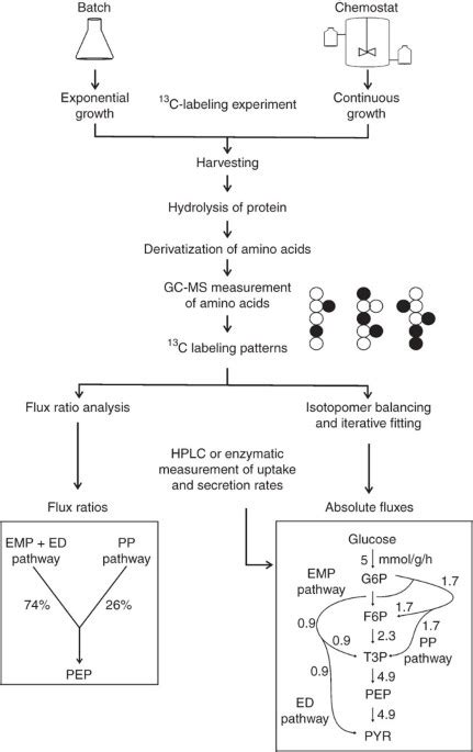13c Based Metabolic Flux Analysis Nature Protocols