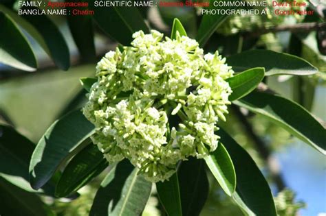 Alstonia Scholaris Eflora Of India