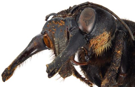 Deníkcz Megachile Pluto Fotogalerie