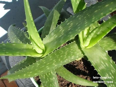 Магазин трав Лето Шоп 🌱🌱ПОЧЕМУ АЛОЭ ПОМОГАЕТ 🌱 В соке листьев