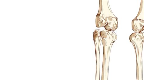 Bein Knochen Bilder Kostenloser Download Auf Freepik