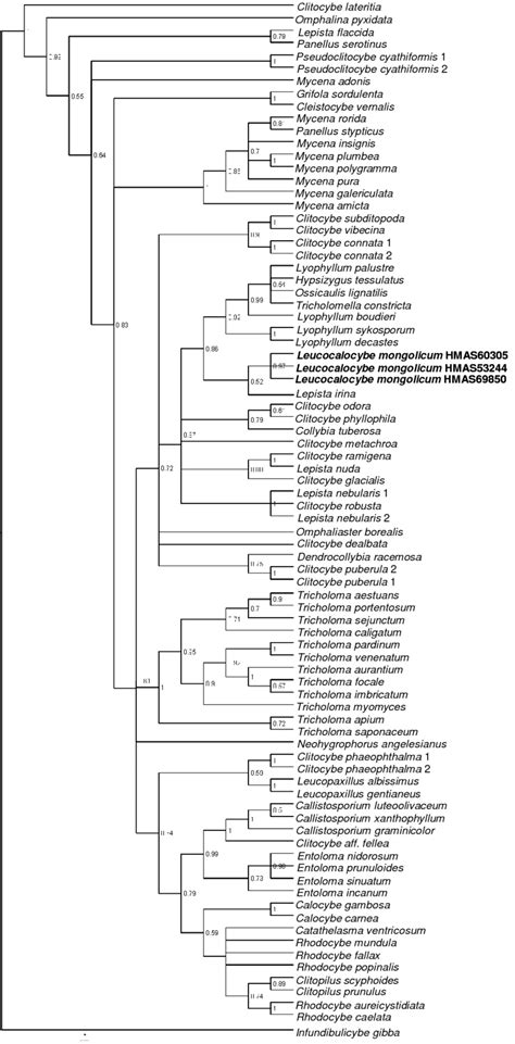 Lsu Of Rdna Phylogeny Inferred By Bayesian Analysis Corresponding To Download Scientific