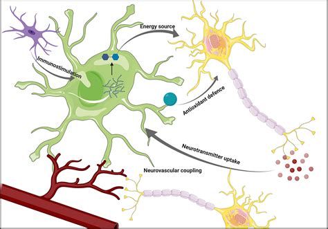 Astrocyte Neuron