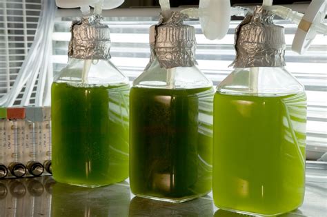 Test Algae Growing In Solution Algaeup Algae Science Laboratory