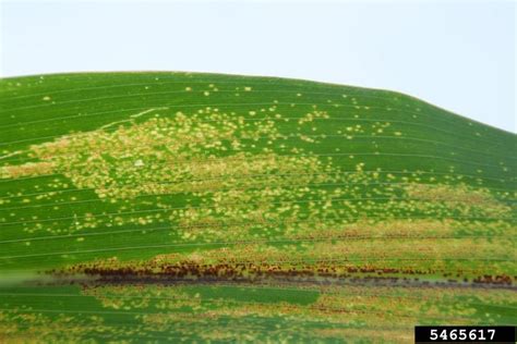 Brown Spot Of Corn Physoderma Maydis Miyabe Miyabe