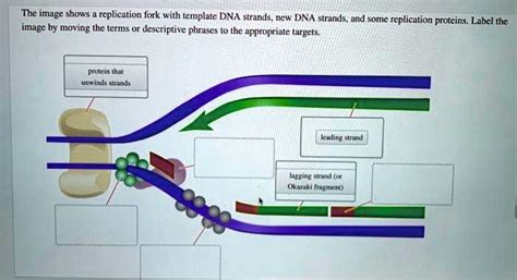 Solved The Image Shows Replication Fork With Templale Dna Strands New Dna Strands And Some