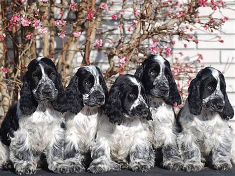 Blue Roan Cocker Spaniel Colour Illusion And Unique Traits Uk Pets