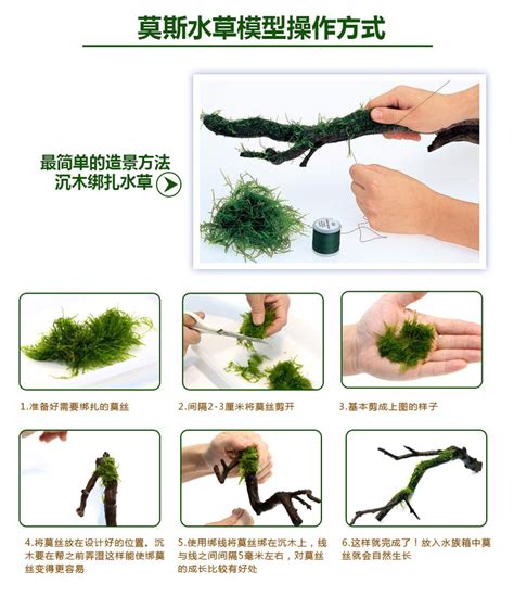 散装莫斯水草植物大三角垂泪慕斯树定植网片绑沉木杜鹃根鱼缸造景 虎窝淘