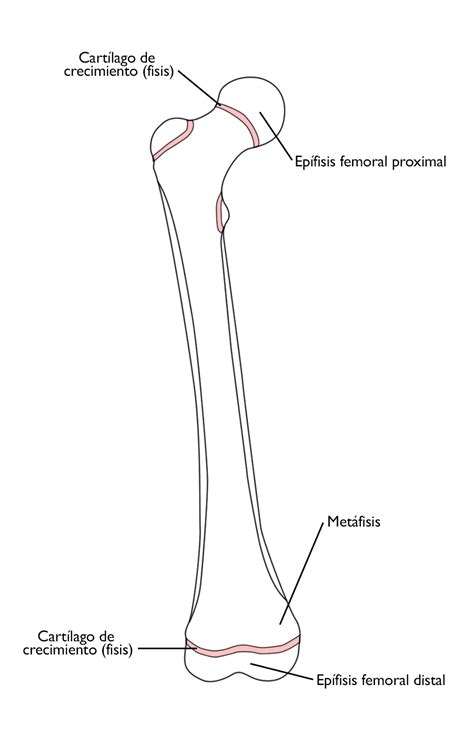 Fracturas en el cartílago de crecimiento Growth Plate Fractures