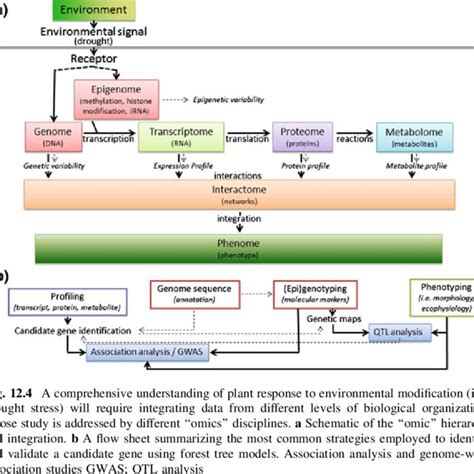 1 Variation Within Forest Tree Species Of Physiological And
