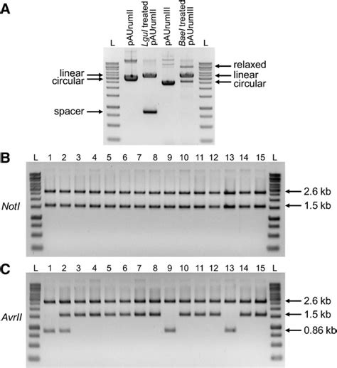 Vector Linearization And Re Analysis Of Cloned Gfp A Paurumii In Its