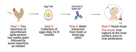 Covid 19 Prophylaxis With Immunoglobulin Y Igy For The World