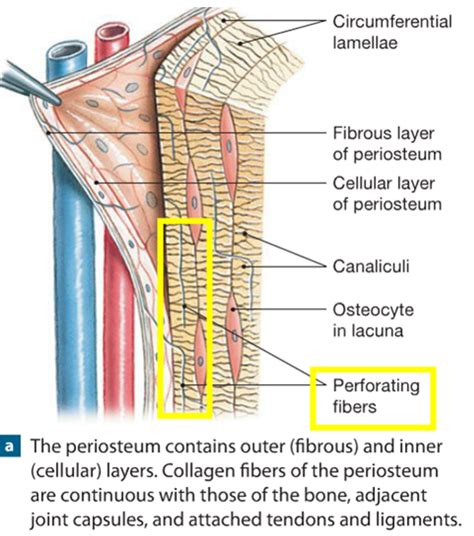 Chapter 6 Osseous Tissue And Bone Structure Flashcards Easy Notecards