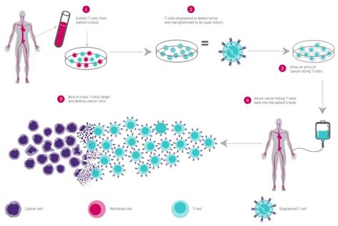 Cell Therapy The Engineering Behind Car T Cell Modification