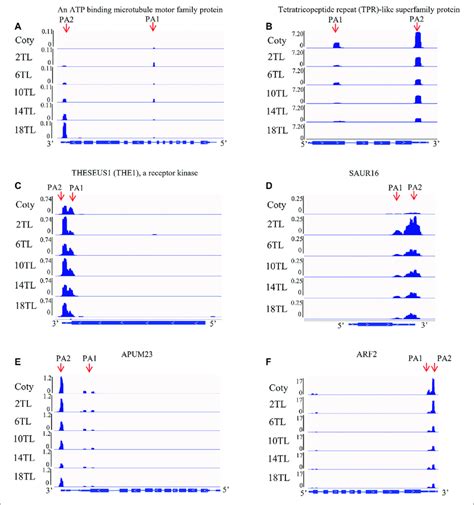 Sequencing Coverage Of Genes Visualized Using Integrative Genomics