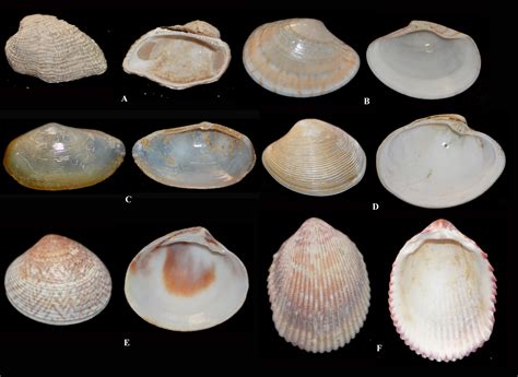 New Records Of Bivalves From The Iraqi Coast Ecologica Montenegrina
