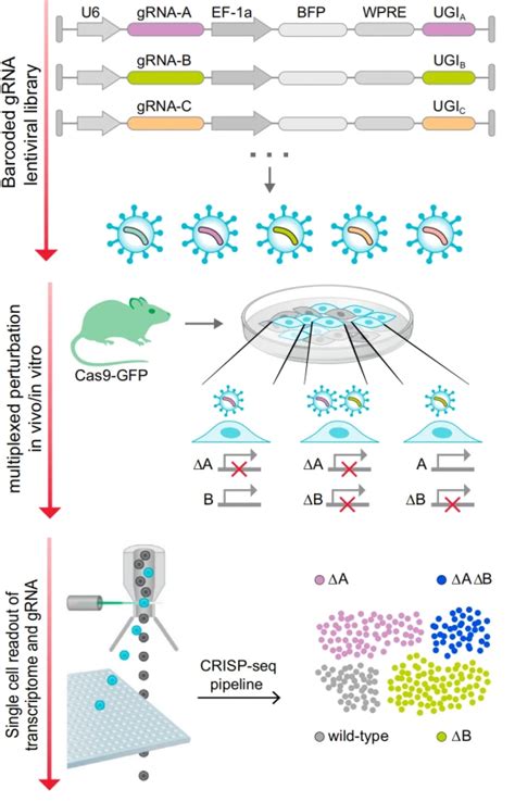 超详细！一文带你了解多种单细胞crispr筛选方法！ 哔哩哔哩