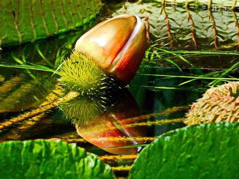 Den Vackraste Reflektion Reflexion Gratis foto på Pixabay Pixabay