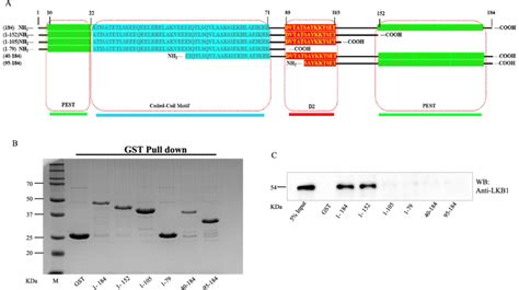 Different Tpd52 Fragments Shows Variable Interactions With Lkb1 A Download Scientific