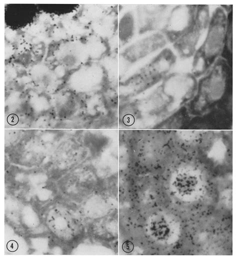 Cells From Another Section Of The Root Shown In Fig This Slide Was Download Scientific