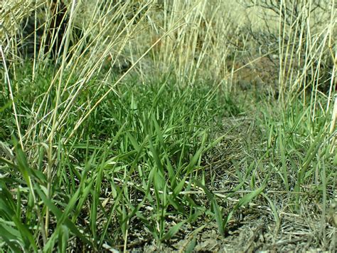 Bromus Tectorum Cheatgrass Cheatgrass Abundant On A Nort Flickr
