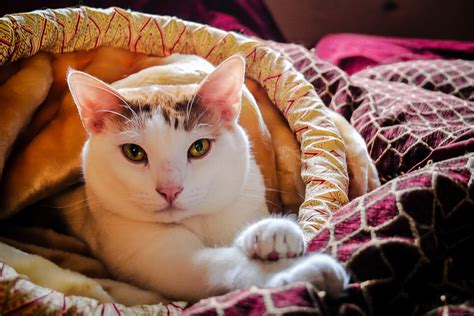 무료 이미지 화이트 귀엽다 애정 착한 애 모피 고양이 새끼 작은 고양이 같은 우정 수염 결정 장난이 심하다