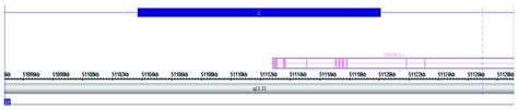 snp array analysis demonstrating the duplication affecting the first