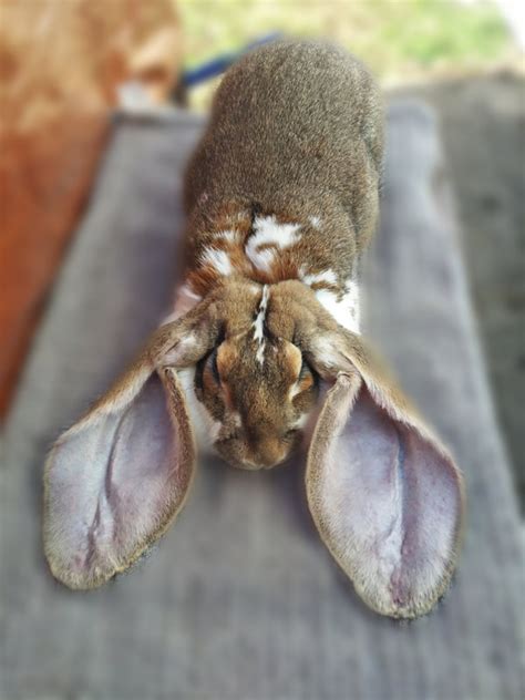 Mini Rex And English Lop Does