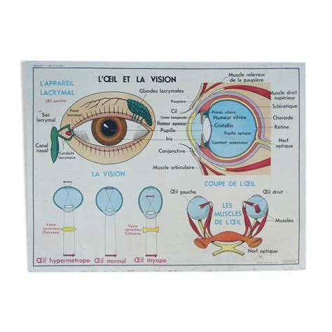 Old Mdi School Poster Eye Vision And Ear Nose Original Vintage School