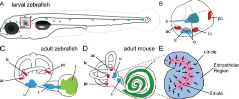 Zebrafish Embryo Diagram
