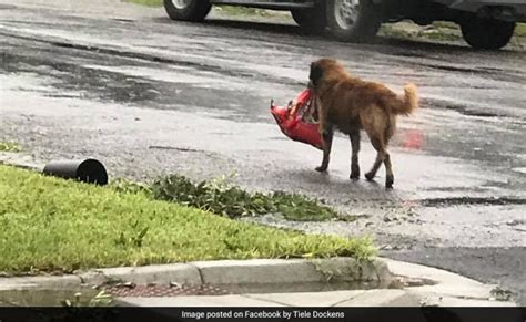 Very Smart Dog Carries Bag Of Food During Hurricane Goes Viral