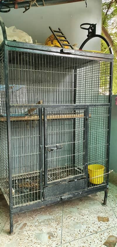 Macaw Cage In Pakistan Free Classifieds In Pakistan Olx Pakistan