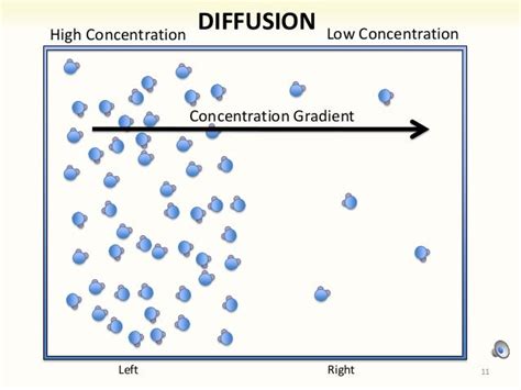 Concentration Gradient