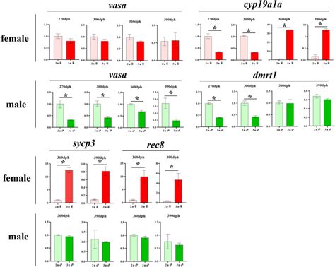 Production Of Sterile Mono Sex Triploid Yellow Drum Nibea Albiflora