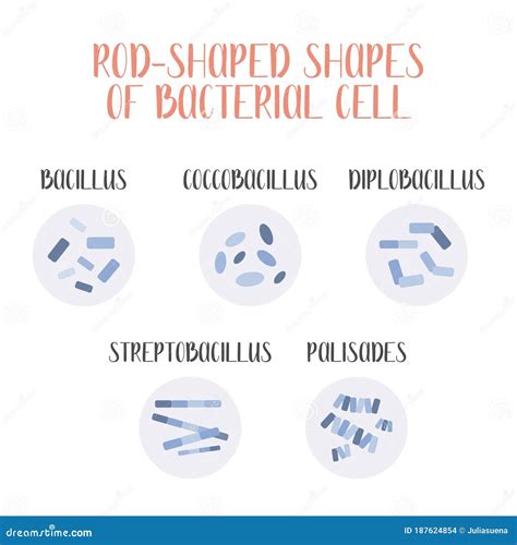 Bacillus Bacteria Classification Rod Shaped Shapes Of Bacteria My Xxx