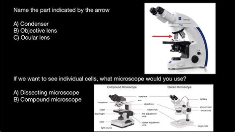 Dissecting Microscope Diagram
