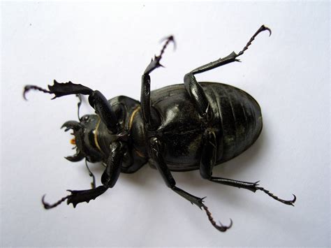 Female Stag Beetle Free Stock Photo Public Domain Pictures