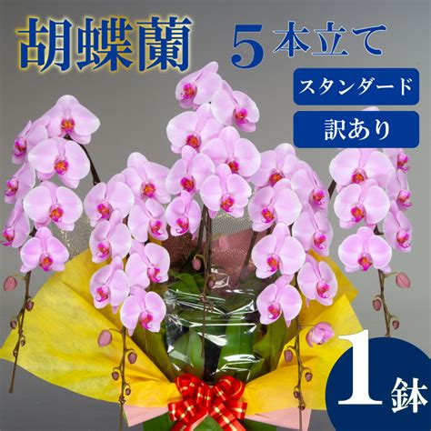 【訳あり】胡蝶蘭 ピンク 5本立て スタンダード お祝い 須崎洋蘭園 Sy014｜ふるラボ