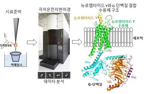극저온전자현미경을 이용하여 비만 관련 세포막 단백질 구조 규명 연구성과 연구 서울대학교