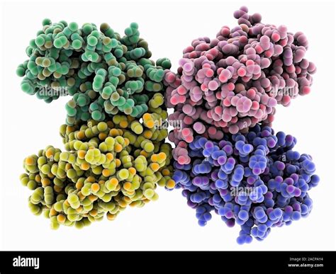Capase 6 Enzyme Molecular Model Caspases Are Proteases Enzymes That