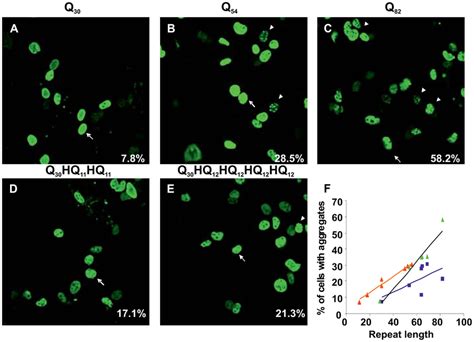 Interruption Of The Expanded Polyq Stretch By Histidines Reduces Its