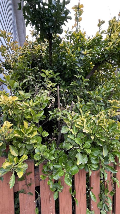 Whats Are All These Tiny Larvae R Plantclinic