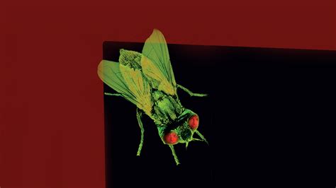 الذبابة Disney